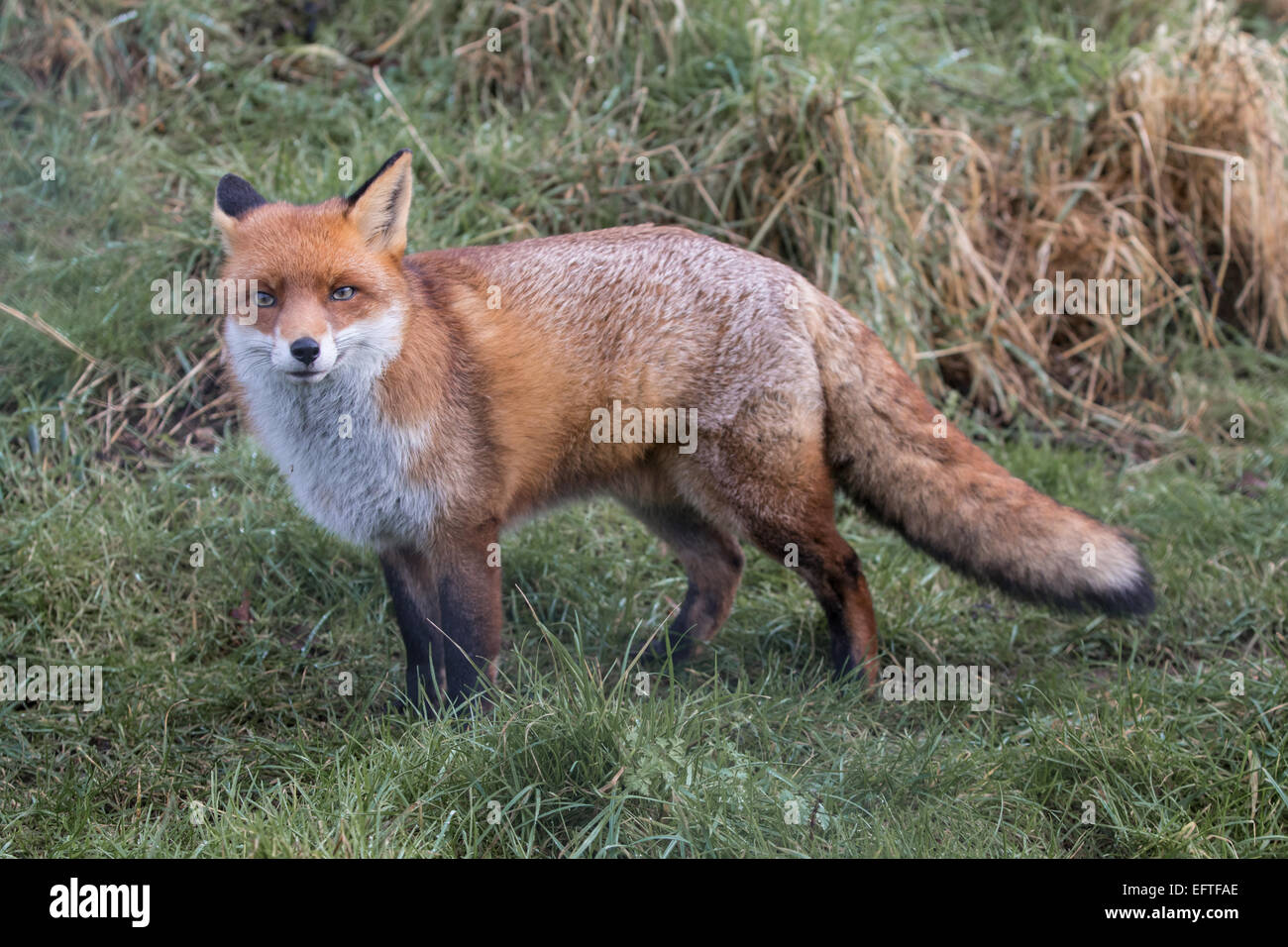 Red Fox. Side pose with grass in background Stock Photo - Alamy