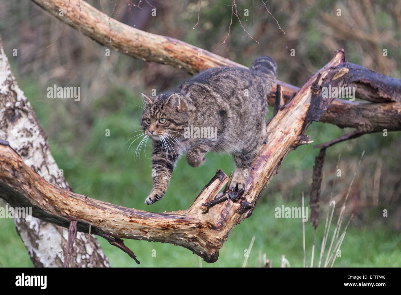 Scottish wildcat hi-res stock photography and images - Alamy