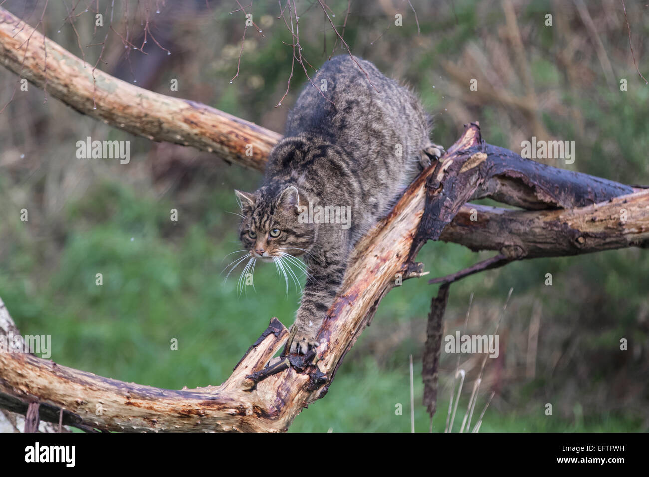 Scottish Wildcat walking along a branch Stock Photo - Alamy