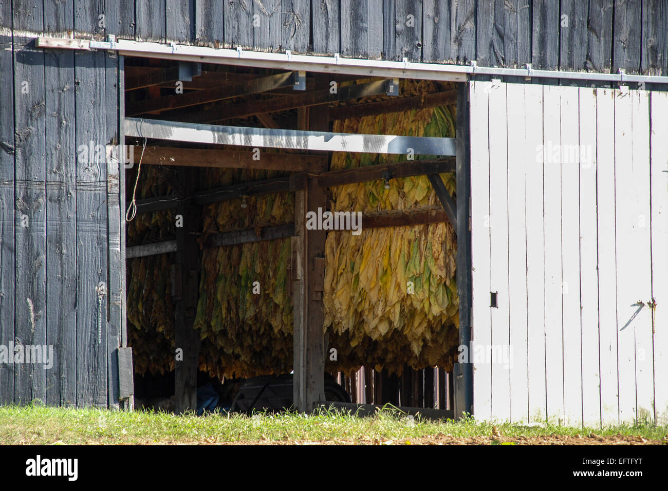 Tobacco barn hi-res stock photography and images - Alamy