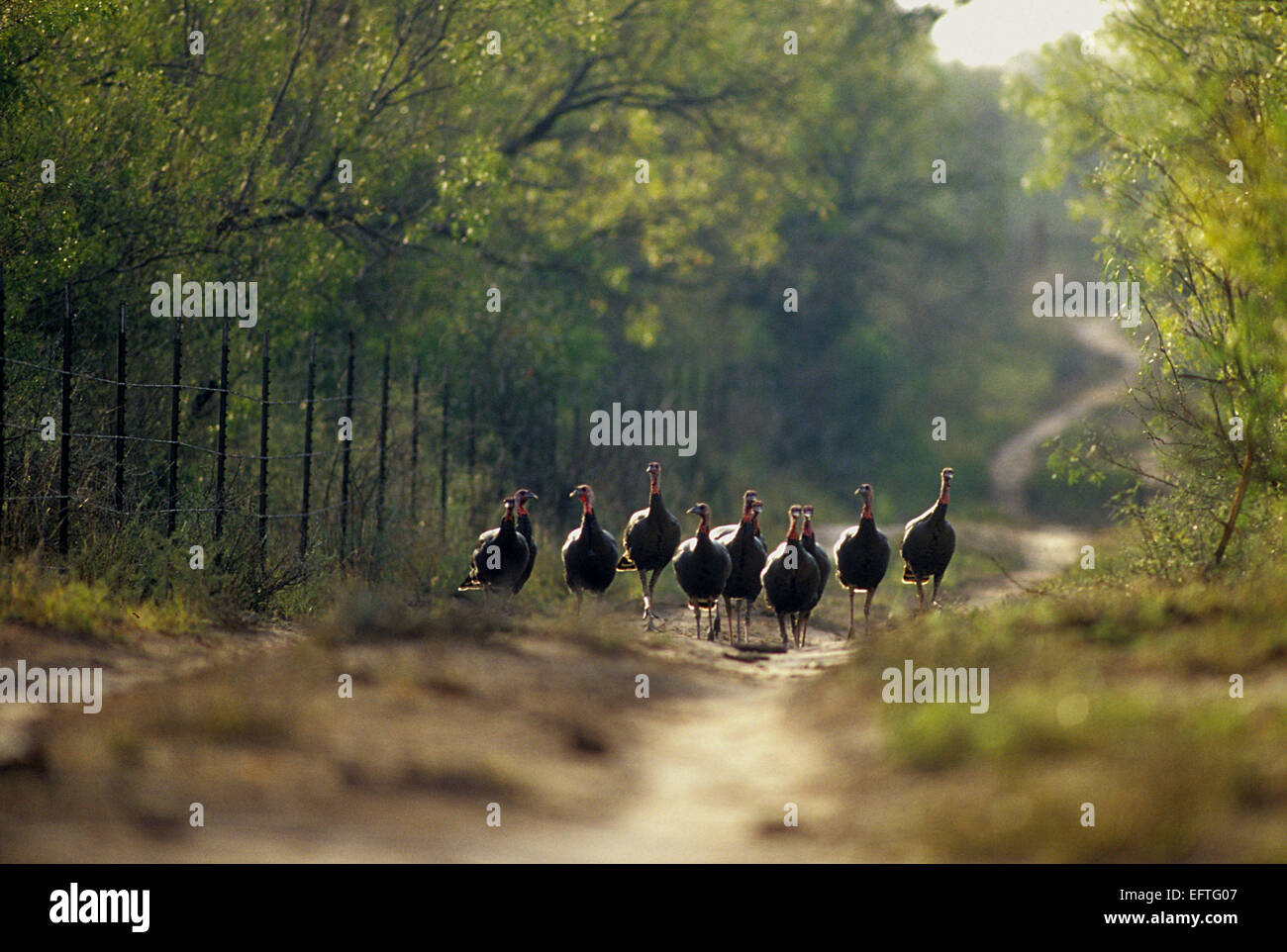 Turkeys hi-res stock photography and images - Alamy