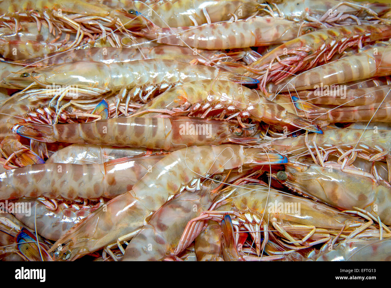 Crayfishs hi-res stock photography and images - Alamy