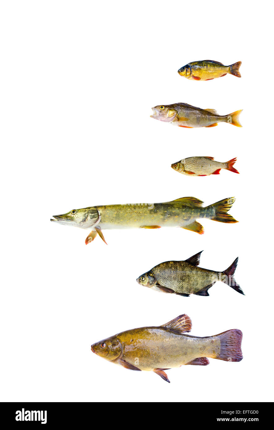 various freshwater fish collection isolated on white background. raw ...