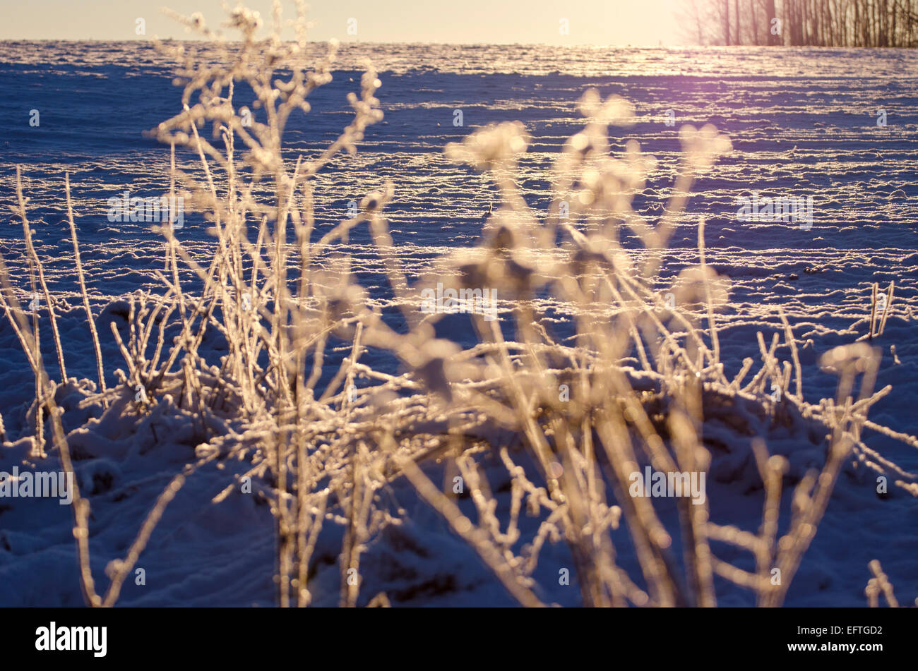 beautiful winter hoarfrost on plants background and sunrise sunlight ...