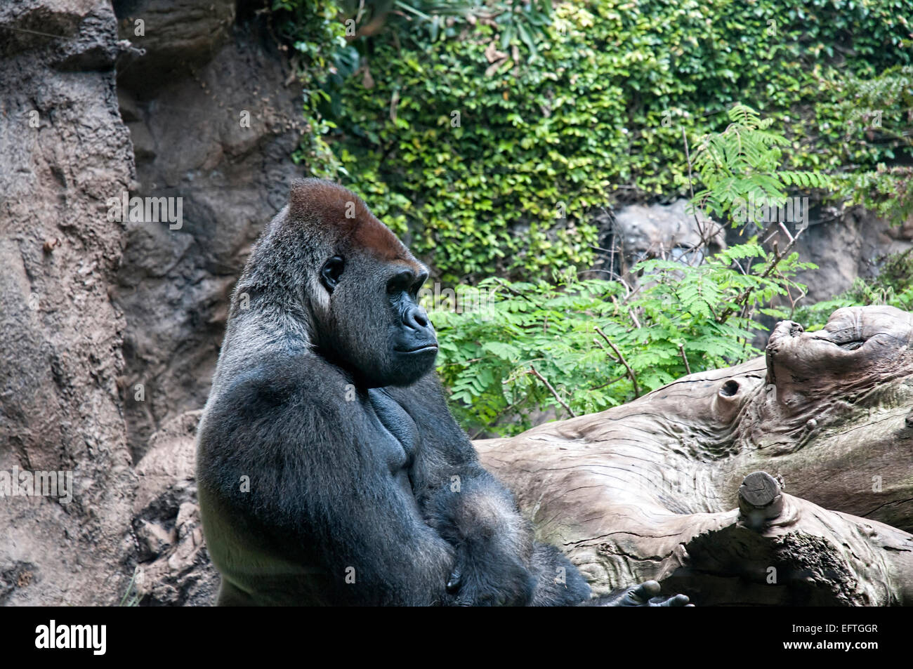 Loro Park Tropical Garden and Zoo in the island of Tenerife Canary ...