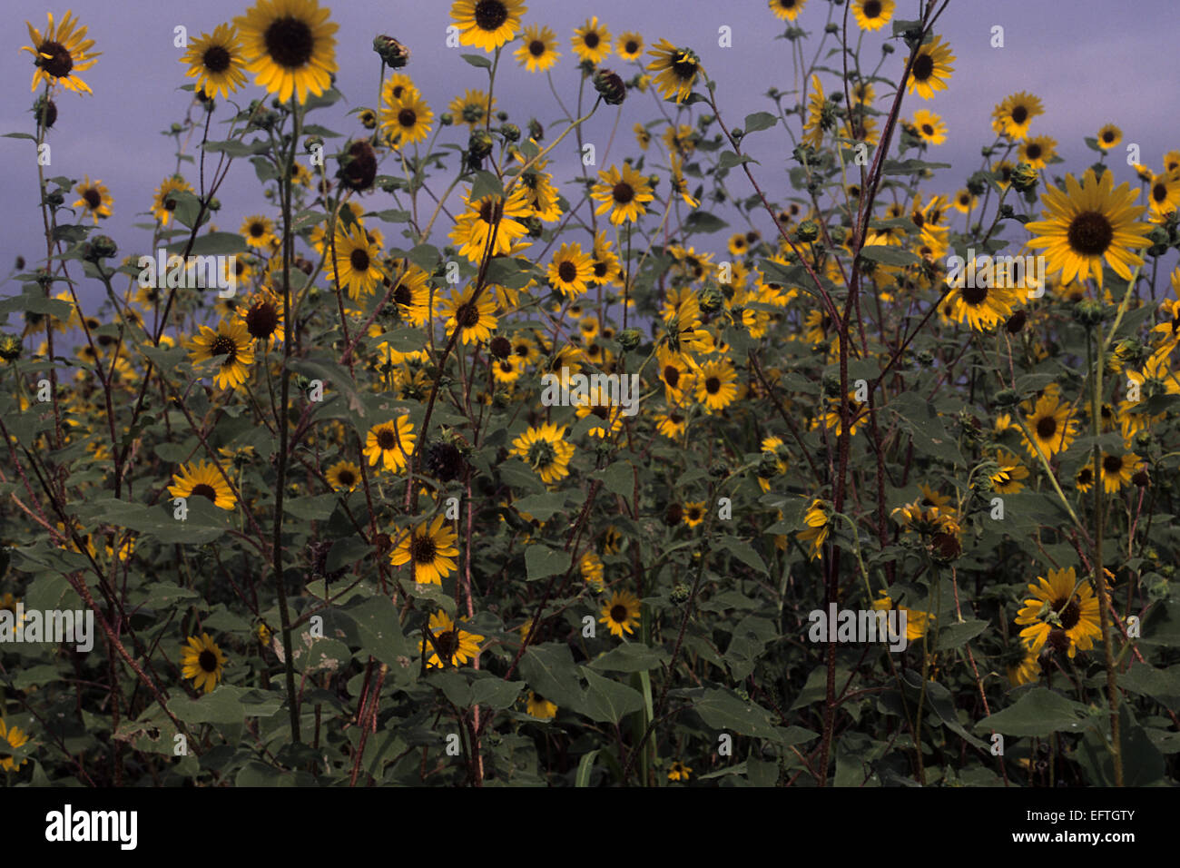 Texas sunflower field hi-res stock photography and images - Alamy
