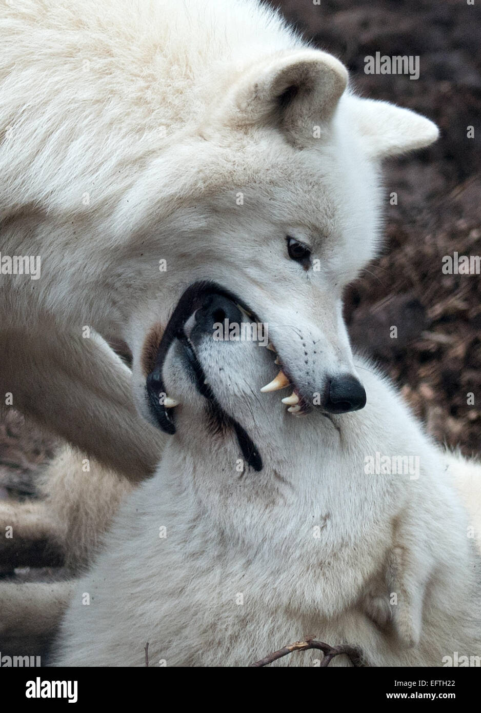 Hanau, Germany. 10th Feb, 2015. Arctic wolves in their new enclosure in ...
