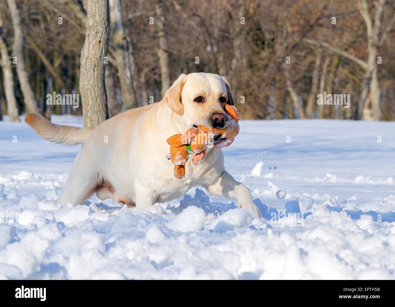 yellow labrador in the snow in winter running with an orange toy Stock ...