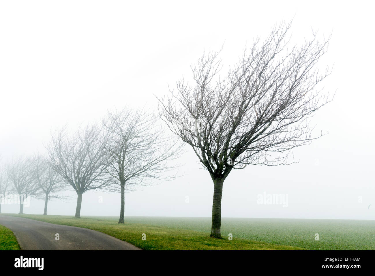 Wind swept trees hi-res stock photography and images - Alamy