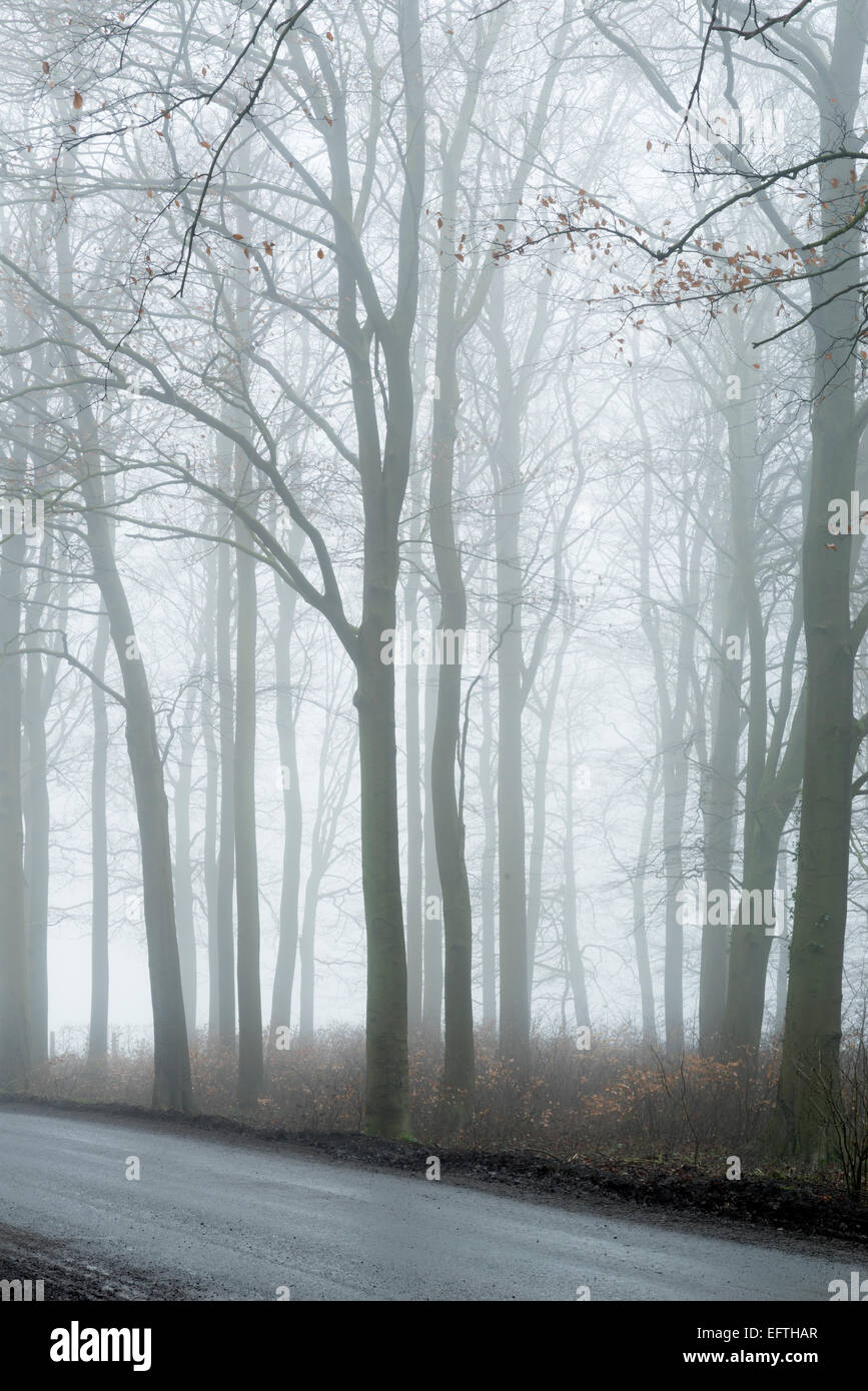 Beech wood in mid-winter fog at Leavening Brow on the East Yorkshire ...