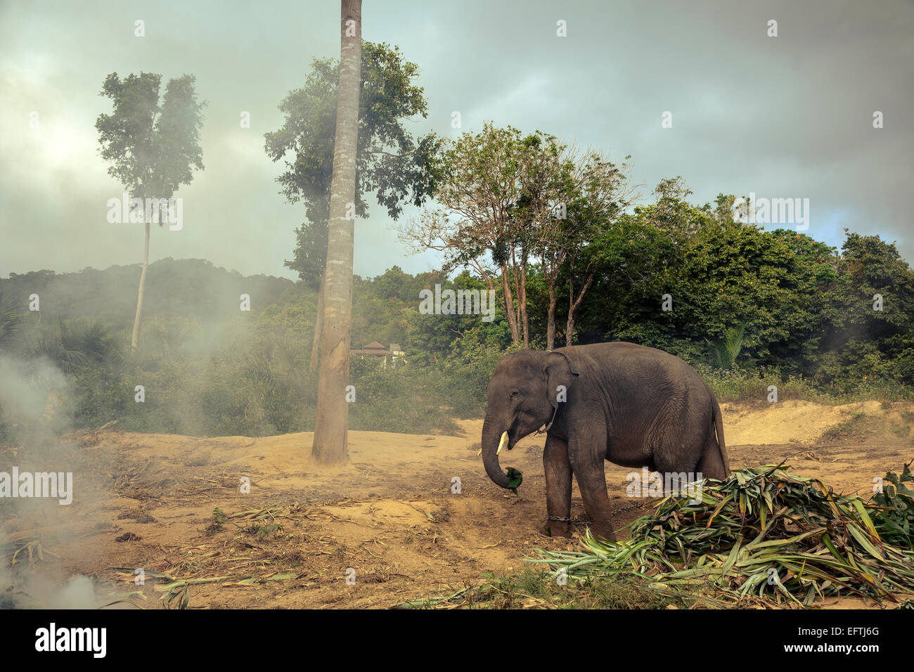 Elephant, Ko (Koh) Lanta, Thailand Stock Photo - Alamy
