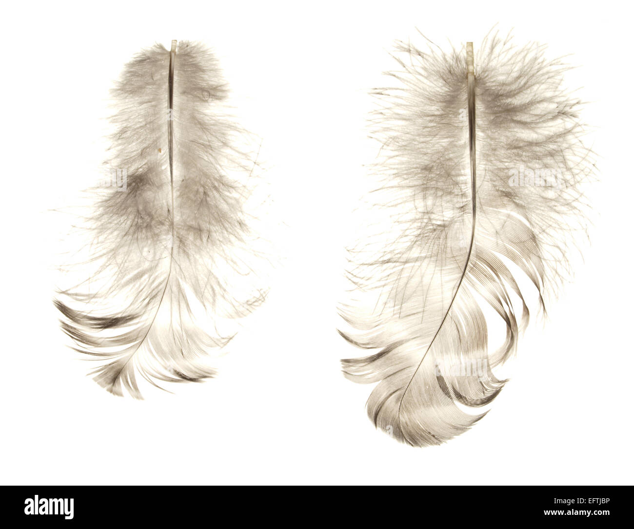 Two bird feather isolated on white background Stock Photo - Alamy