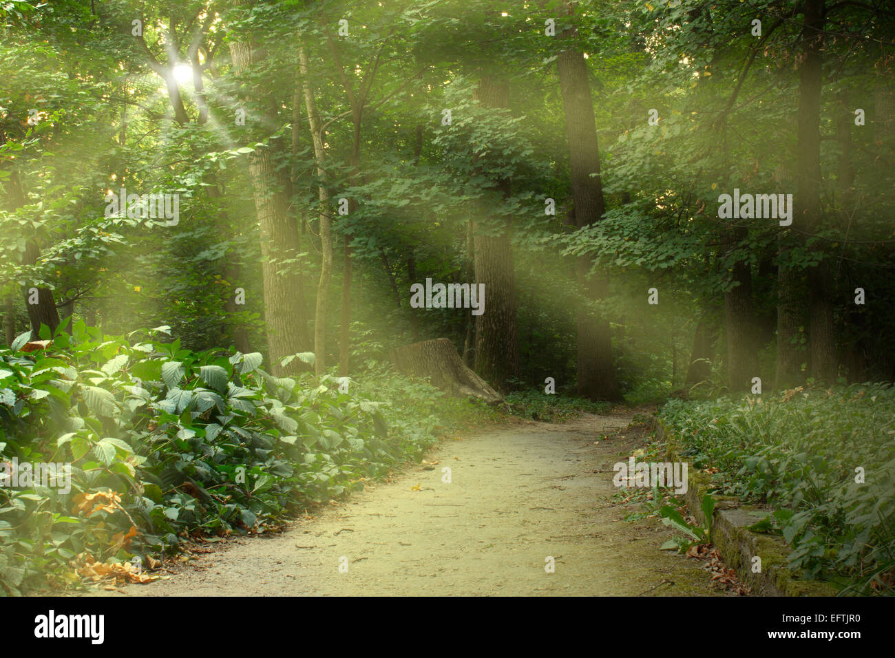 Sunshine path hi-res stock photography and images - Alamy