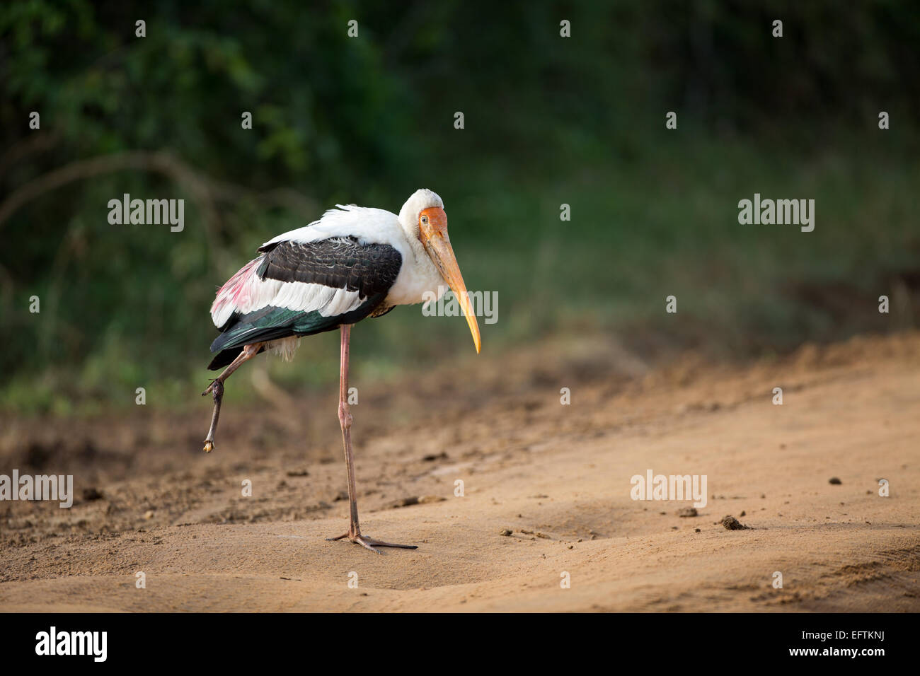 Stork leg hi-res stock photography and images - Alamy