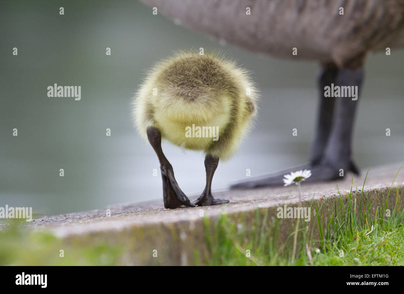 rear view of Canada Goose Gosling Stock Photo - Alamy
