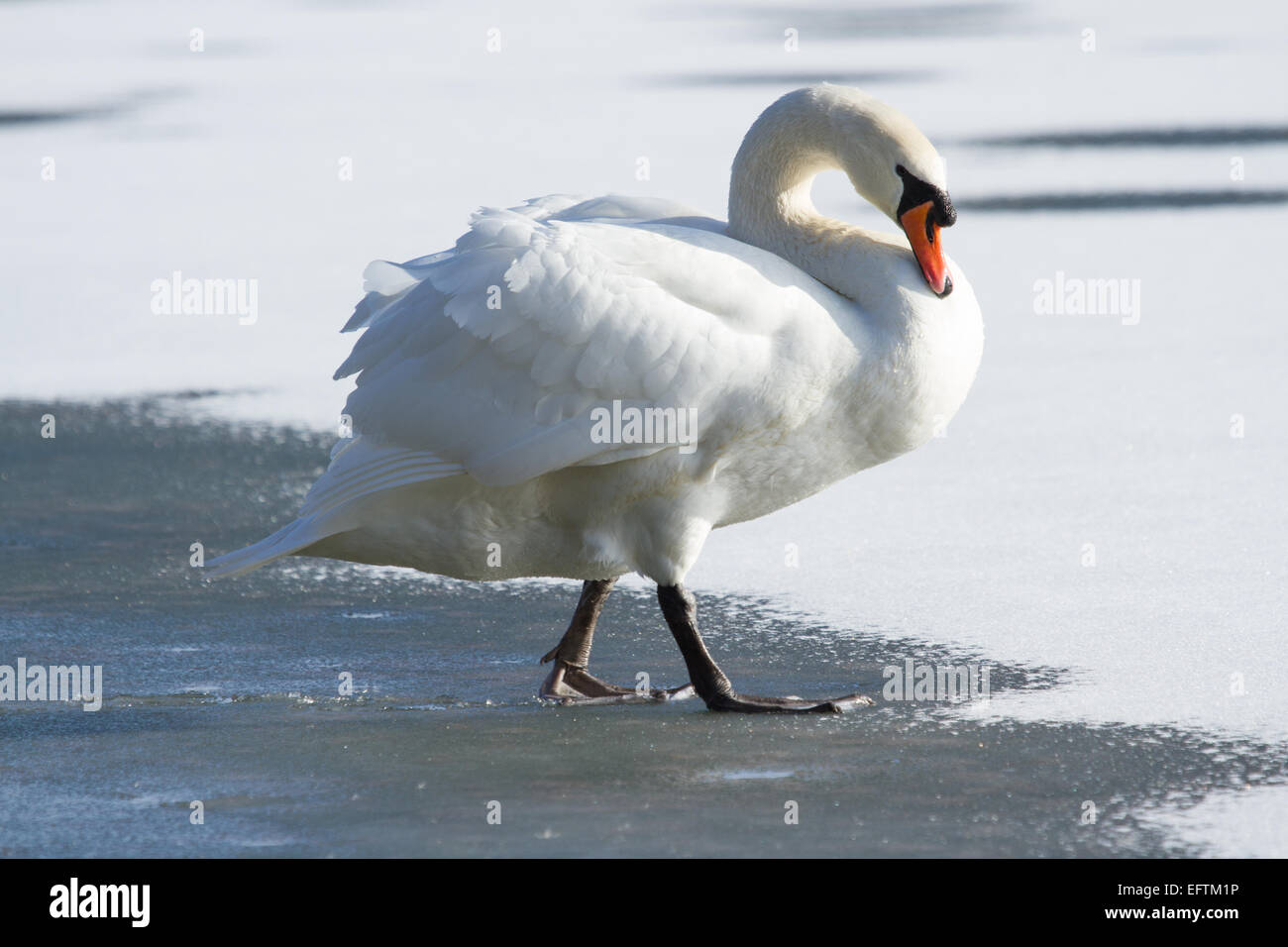 Mute Swan (cygnus olor) large cob walking across frozen lake Stock ...