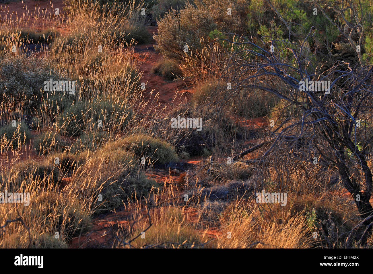 Australian outback with golden grass and red sand Stock Photo - Alamy