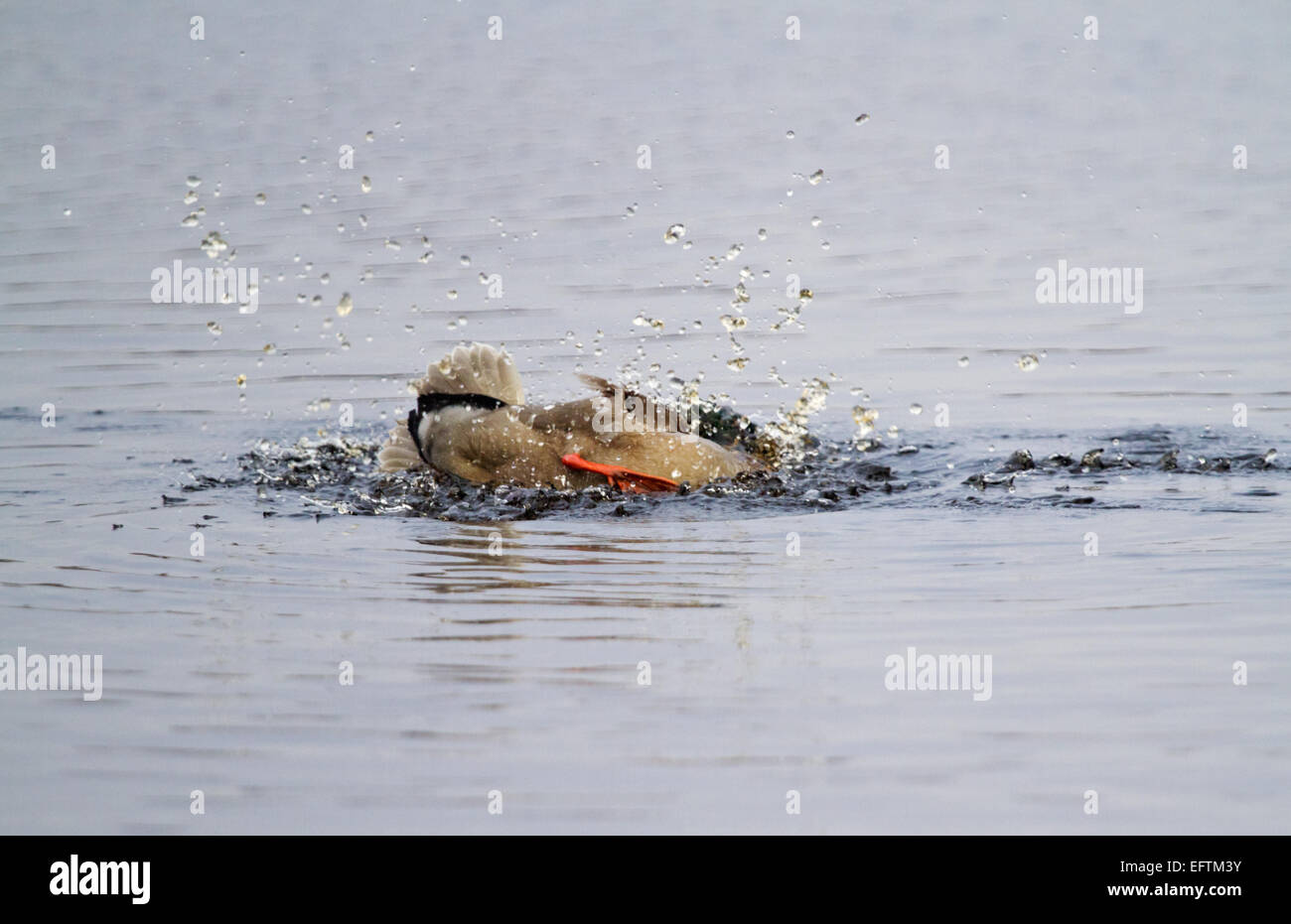 Duck splash hi-res stock photography and images - Alamy