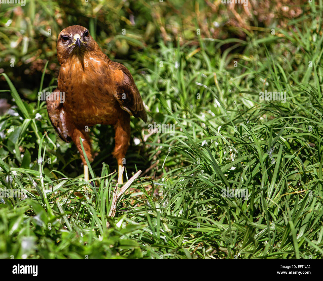 The Forest Buzzard (Buteo trizonatus Stock Photo - Alamy
