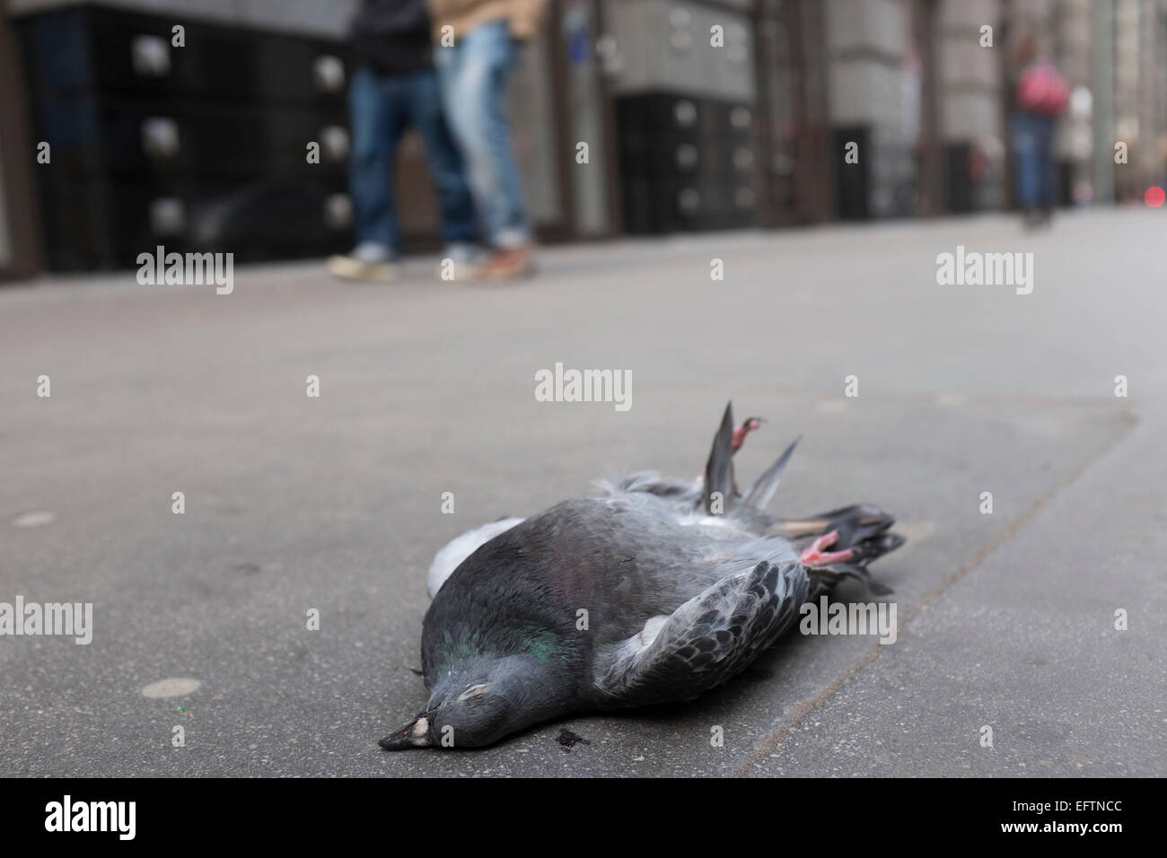 Dead Pigeon Stock Photos & Dead Pigeon Stock Images - Alamy
