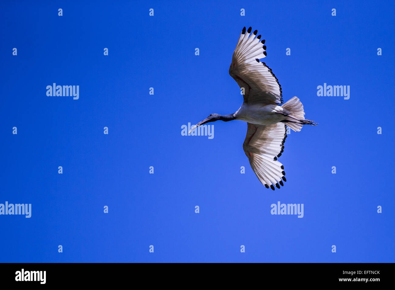African Sacred Ibis (Threskiornis aethiopicus) In Flight Stock Photo ...
