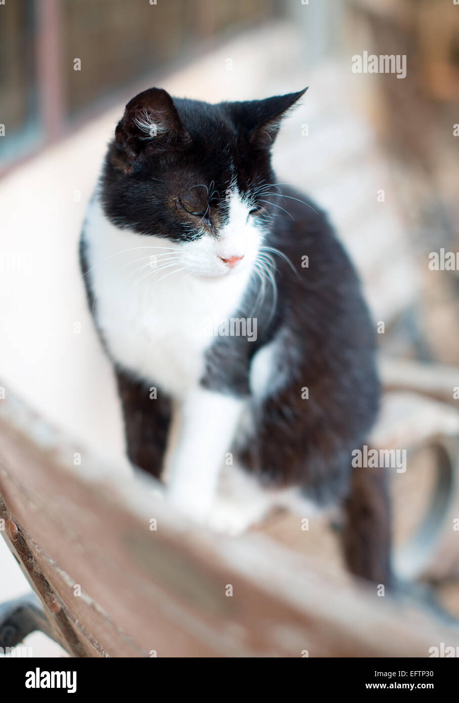 Cute street kitten outdoors Stock Photo - Alamy