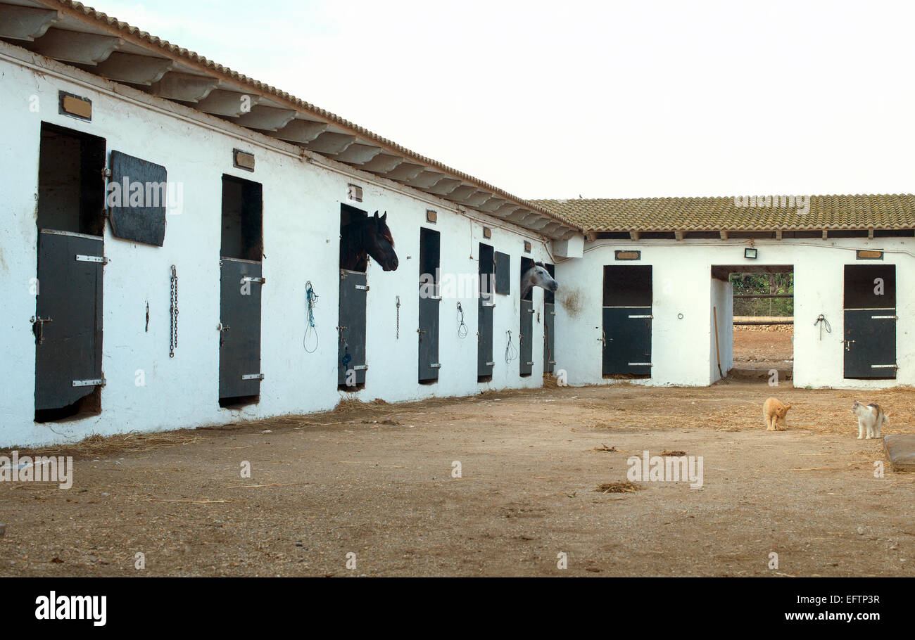 View of modern stables with horses Stock Photo - Alamy
