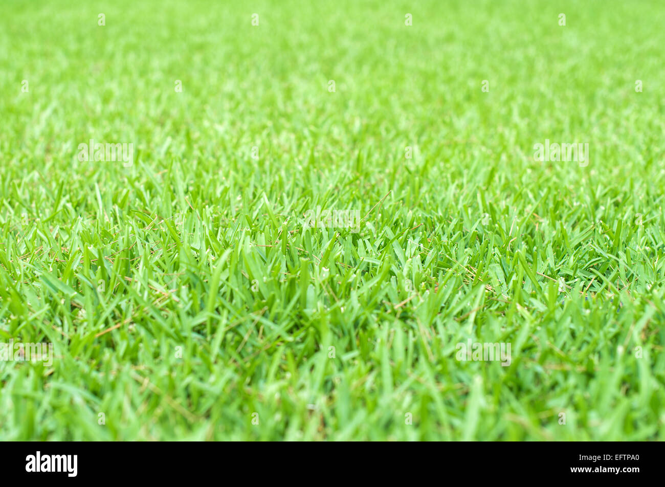 Green grass background. Place for your text Stock Photo - Alamy