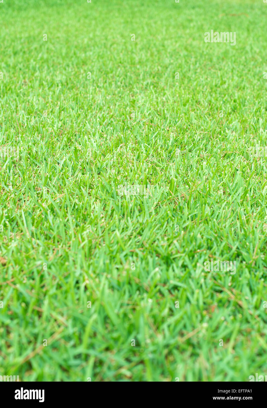 Green grass background. Place for your text Stock Photo - Alamy