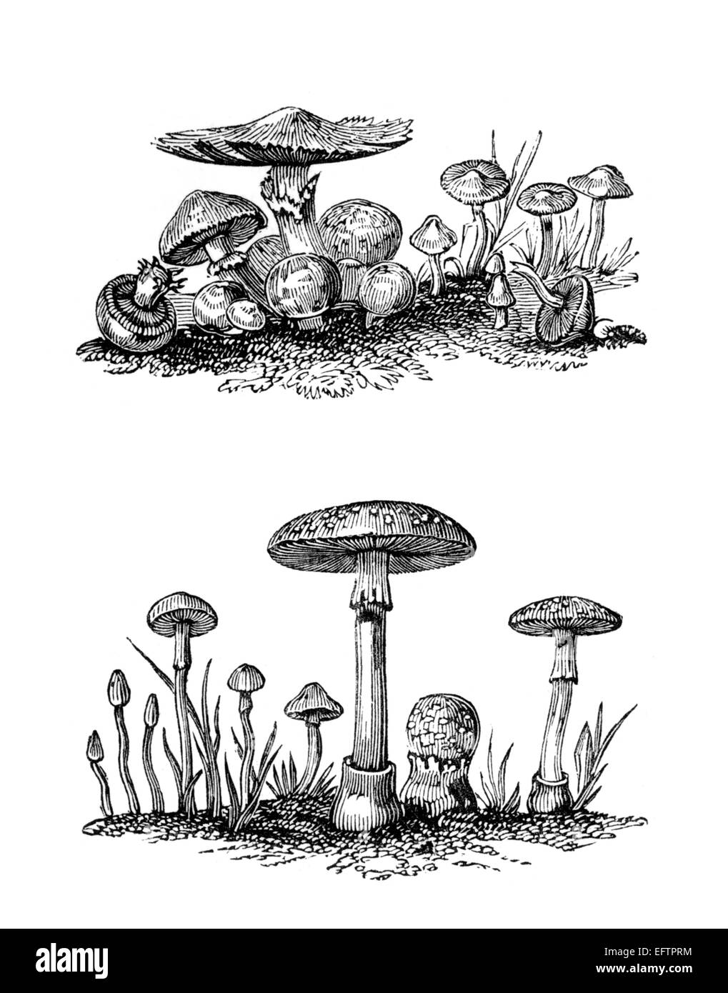 Agaricus Mushroom Drawing Different Types Of Fungi Diagram / How To