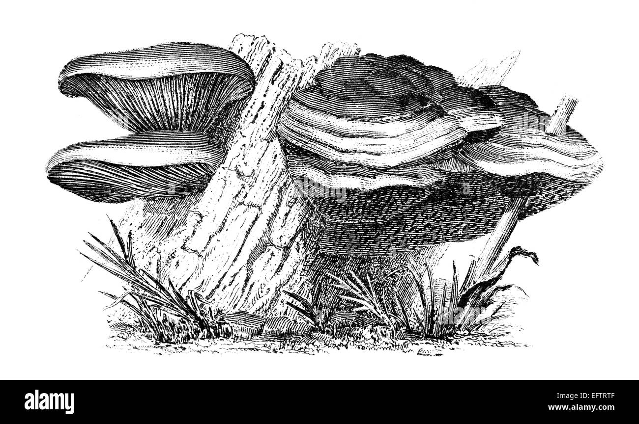 Drawing of fungus hi-res stock photography and images - Alamy