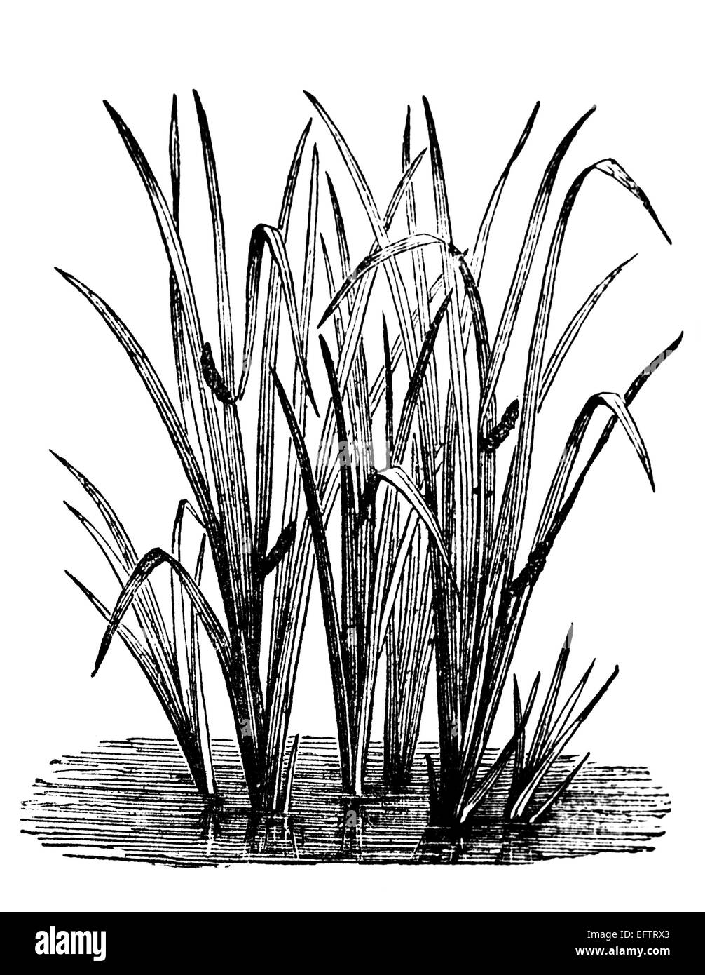 Acorus calamus drawing Black and White Stock Photos & Images - Alamy
