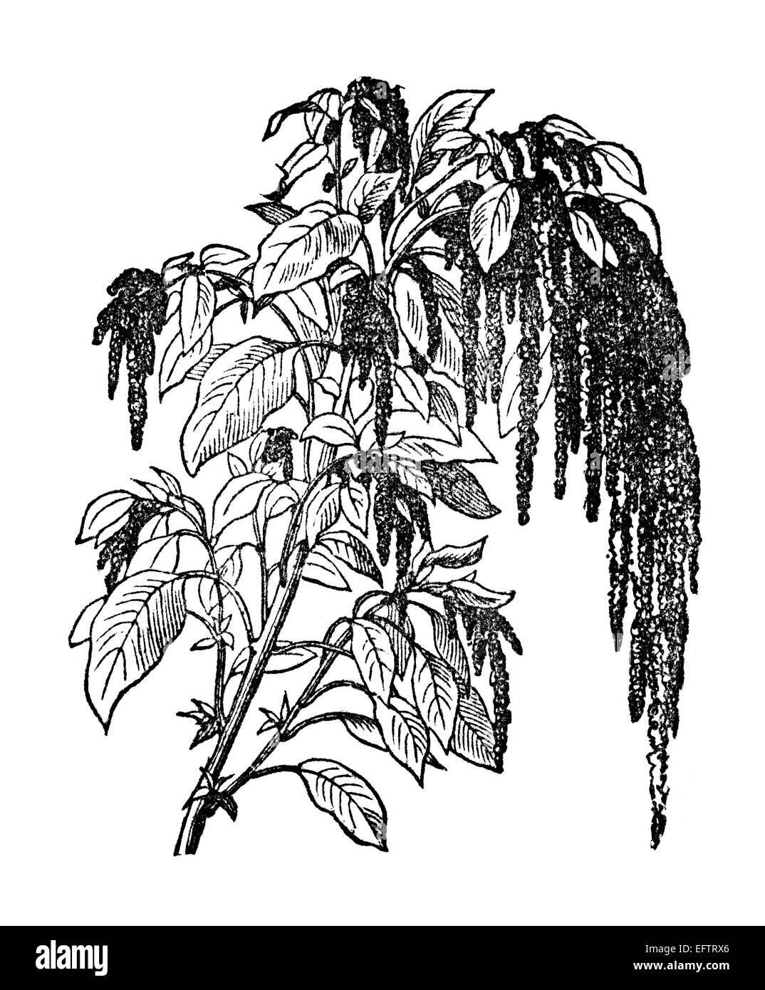 Amaranthus illustration hi-res stock photography and images - Alamy