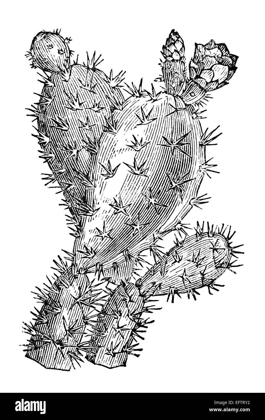 Cactus Drawing Art