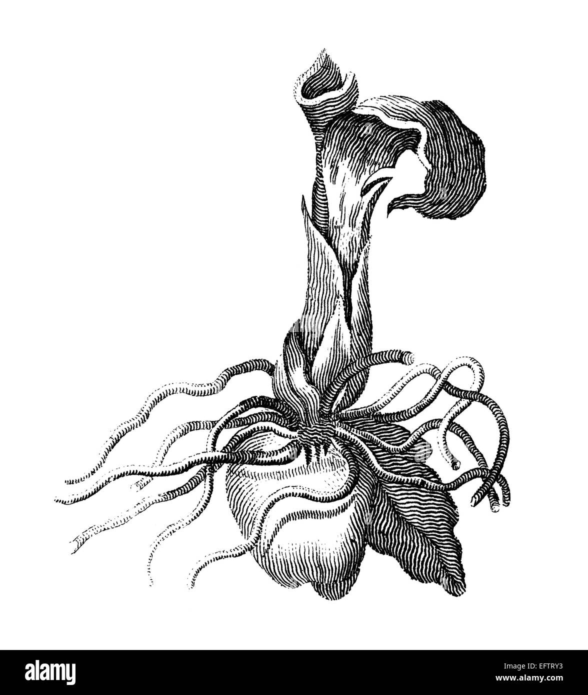 Root image Cut Out Stock Images & Pictures - Alamy