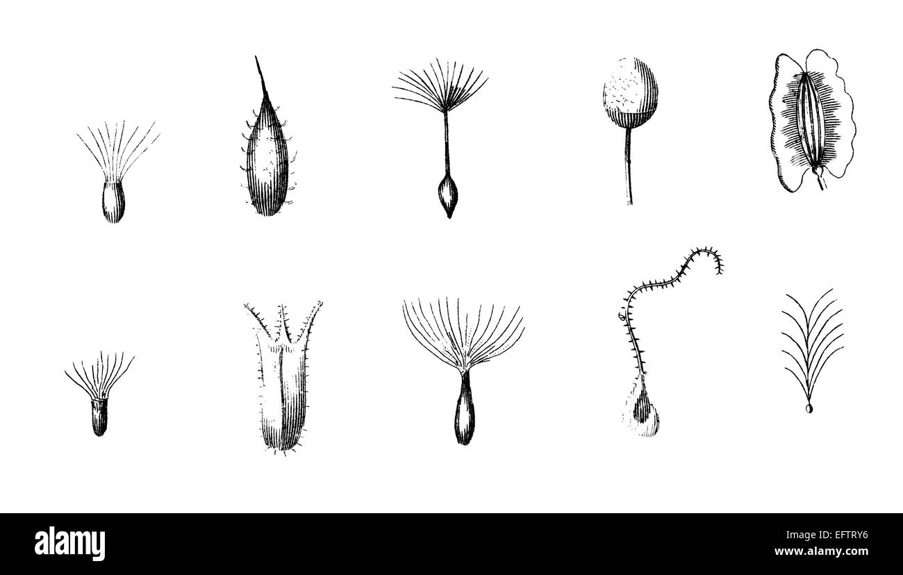 Victorian engraving of different seeds. Digitally restored image from a ...