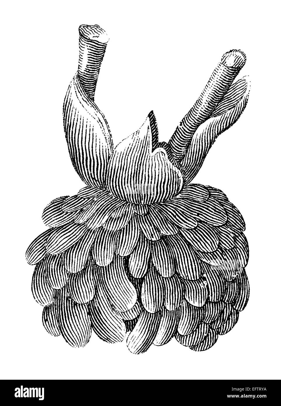 Root image hi-res stock photography and images - Alamy