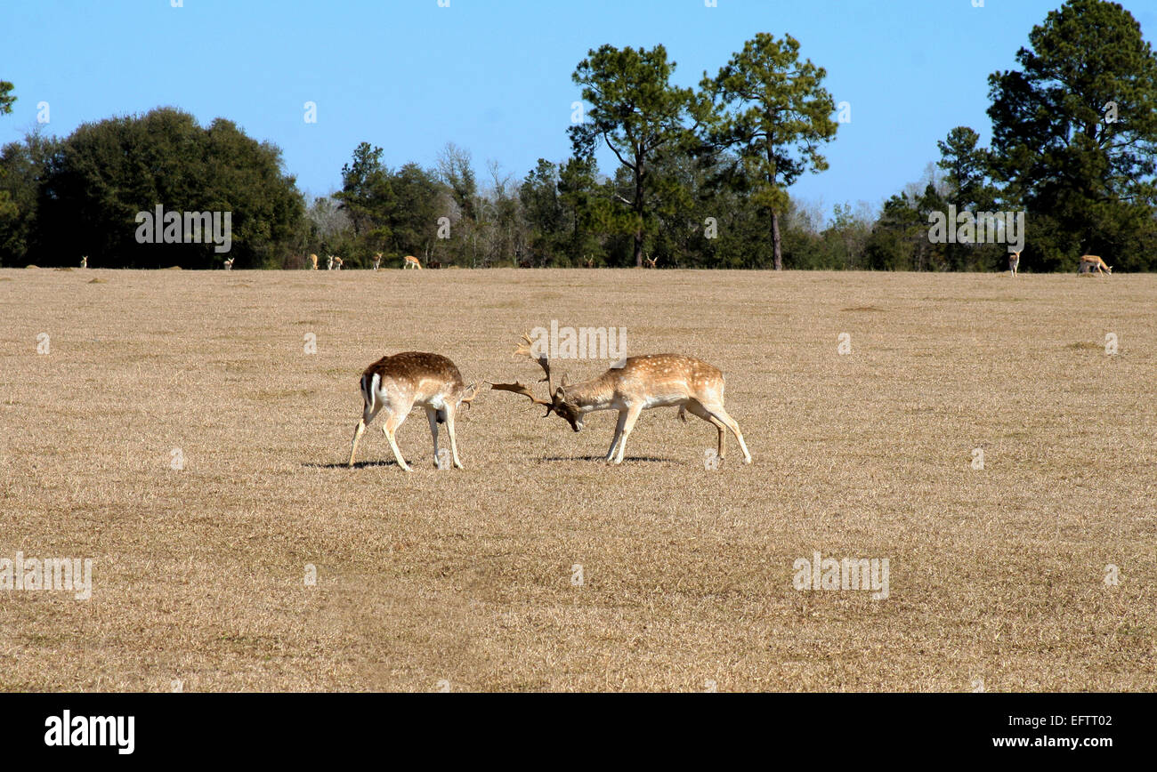 Deer Fighting High Resolution Stock Photography and Images - Alamy