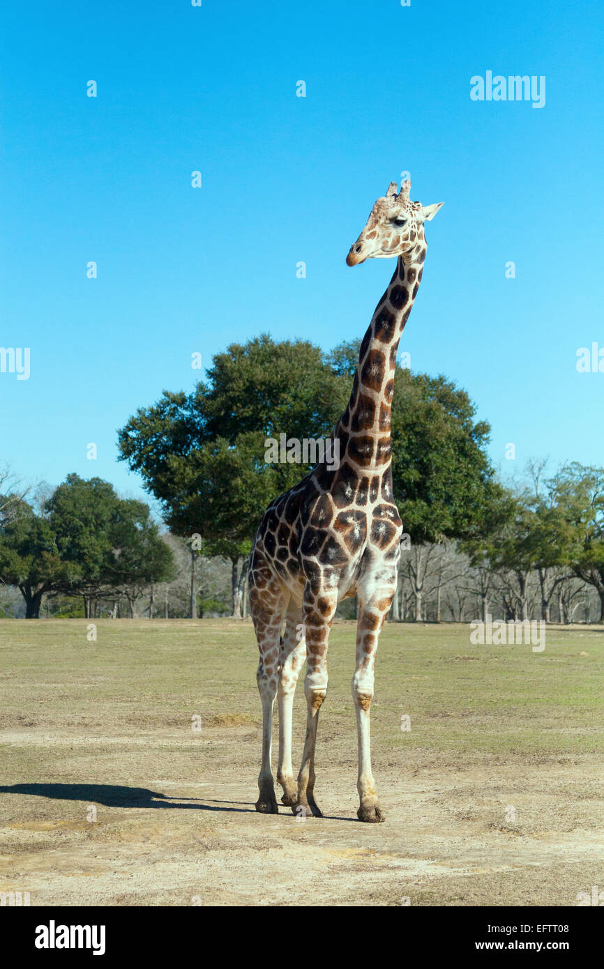 Male giraffe hi-res stock photography and images - Alamy