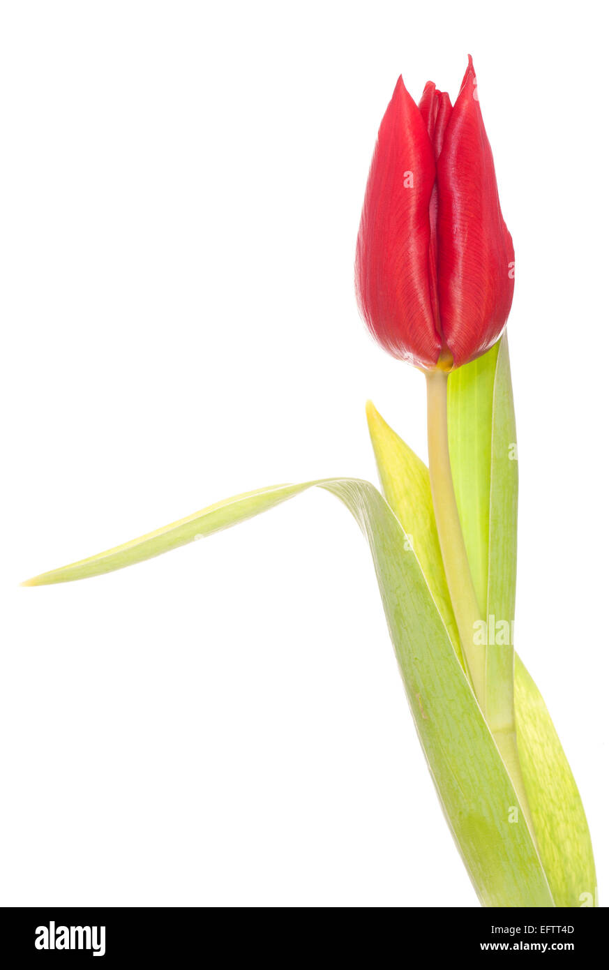 single red tulip flower cutout Stock Photo - Alamy