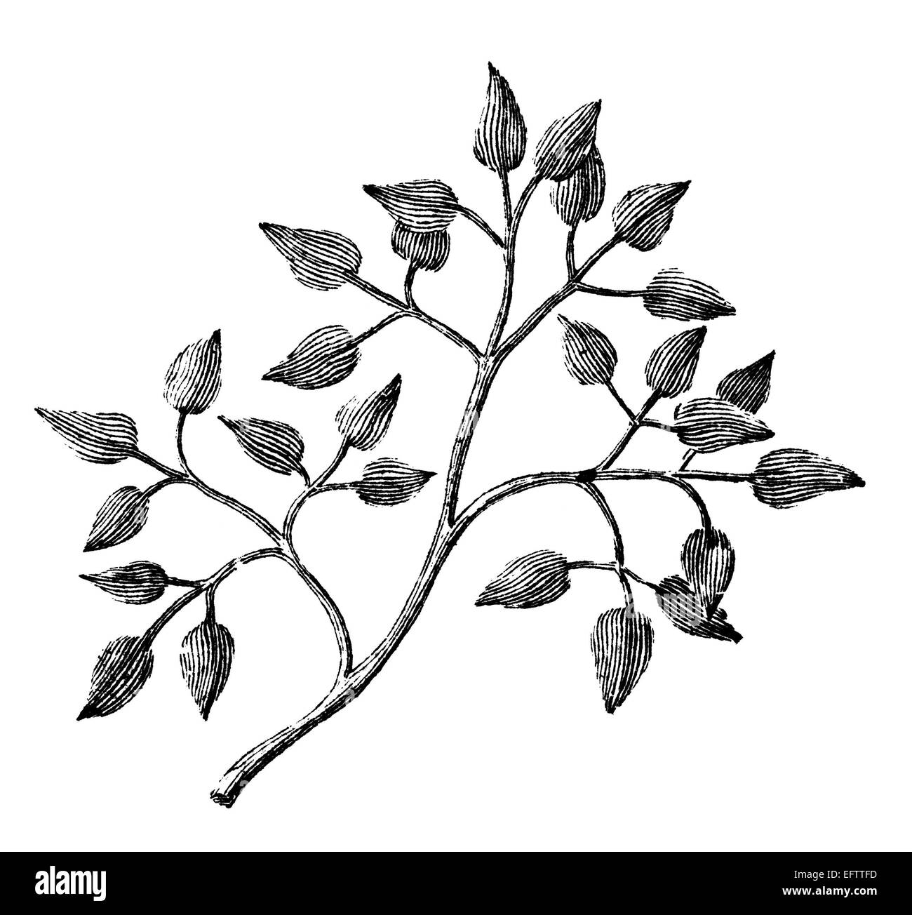 Victorian engraving of a branch with leaves. Digitally restored image ...