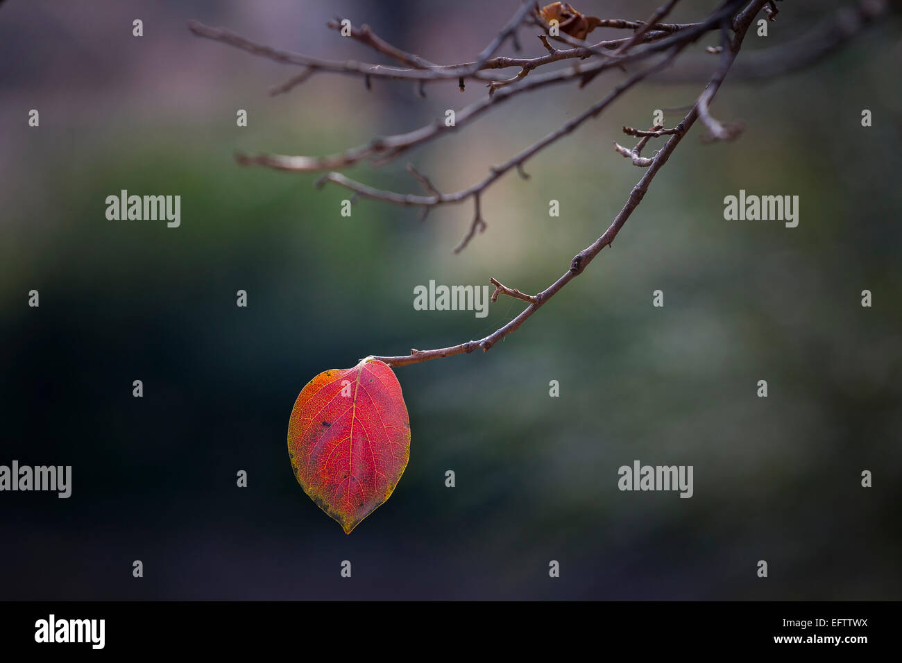 Tree about to leaf hi-res stock photography and images - Alamy