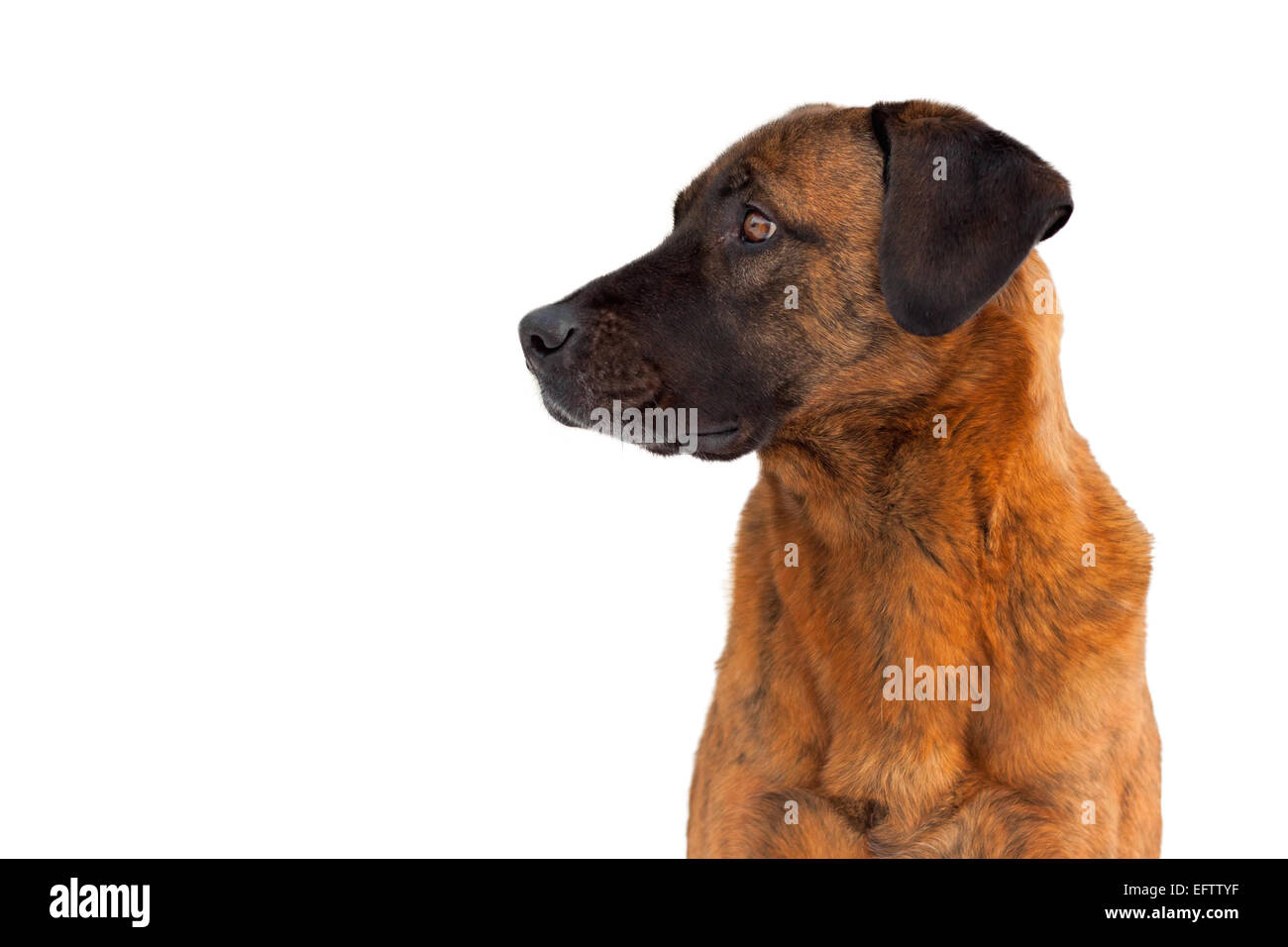 Are Lithuanian Hound Aggressive