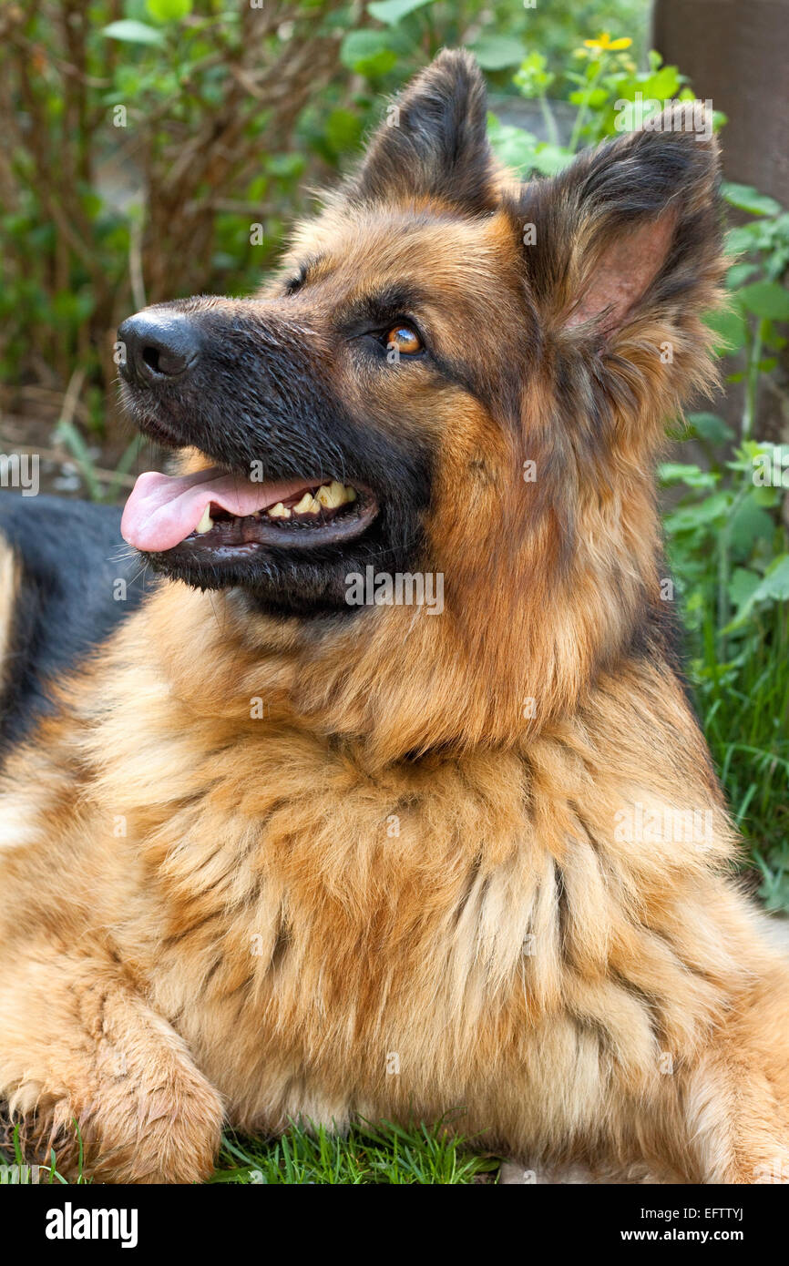portrait of german shepherd Stock Photo - Alamy
