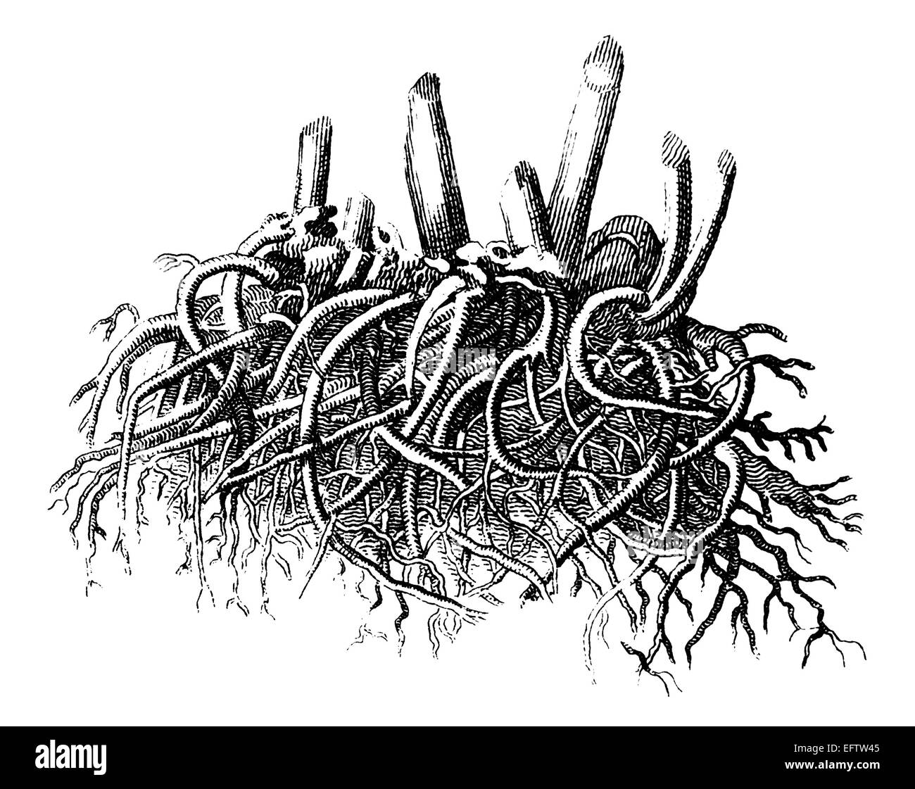 Victorian engraving of a root cluster. Digitally restored image from a ...