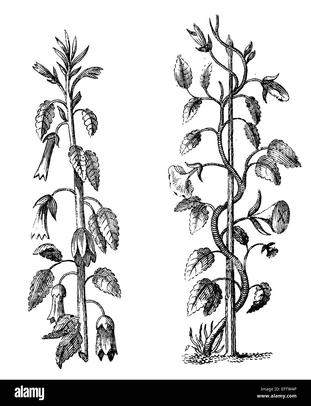 Victorian engraving of a flowering vine. Digitally restored image from ...