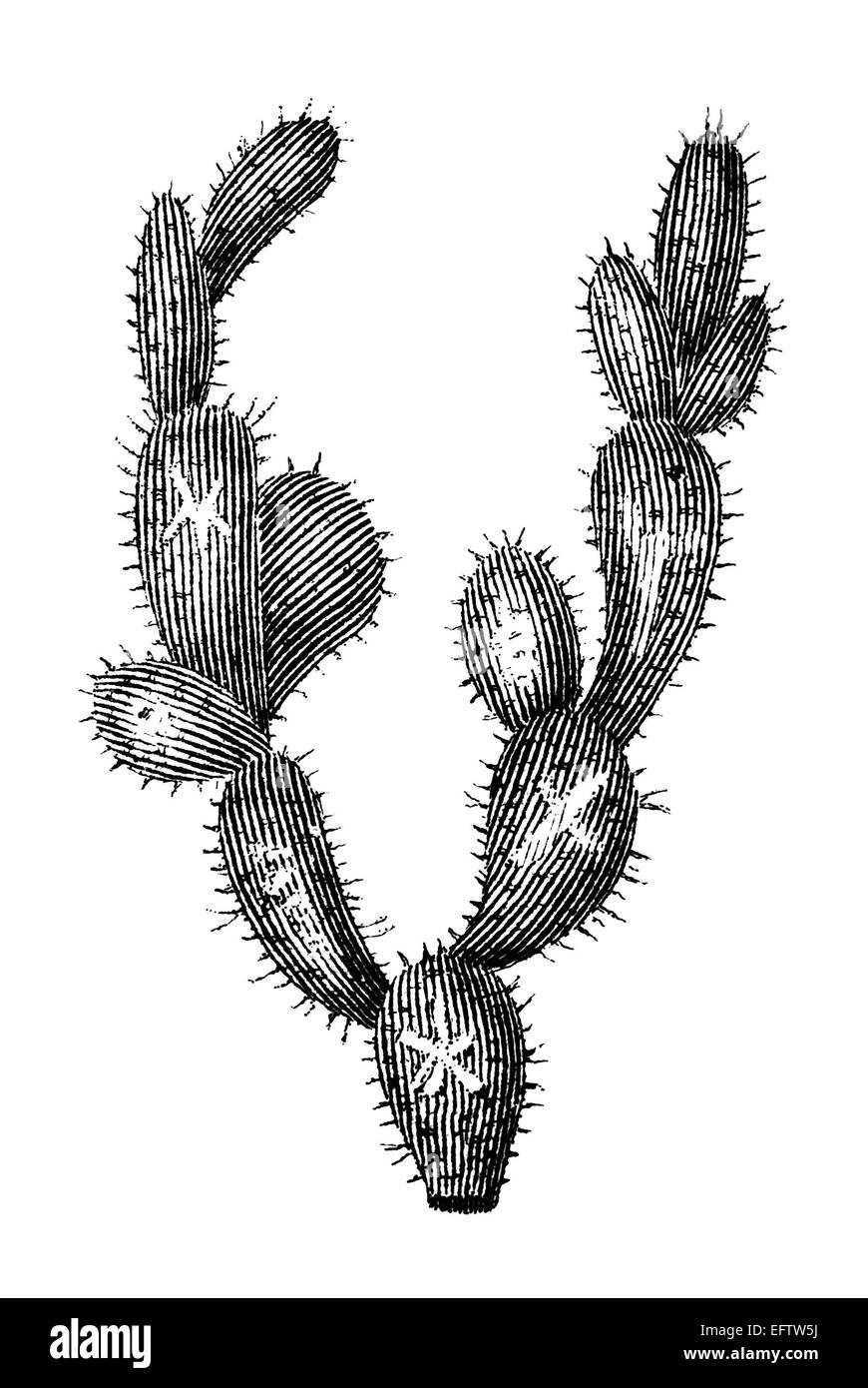 Cactus antique drawing engraving hi-res stock photography and images ...