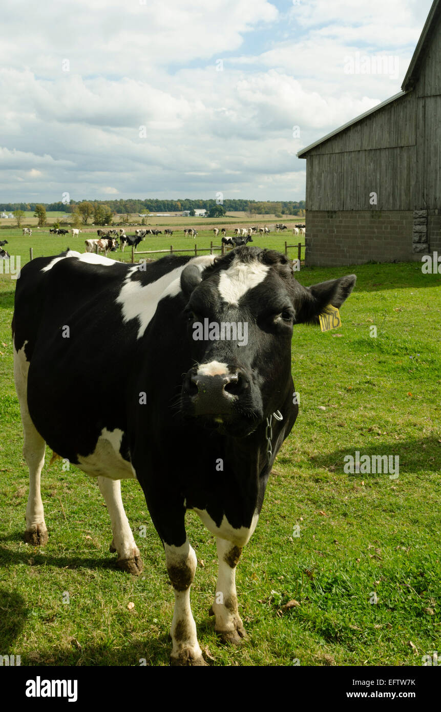 Curious Holstein cow stares at photographer Stock Photo - Alamy
