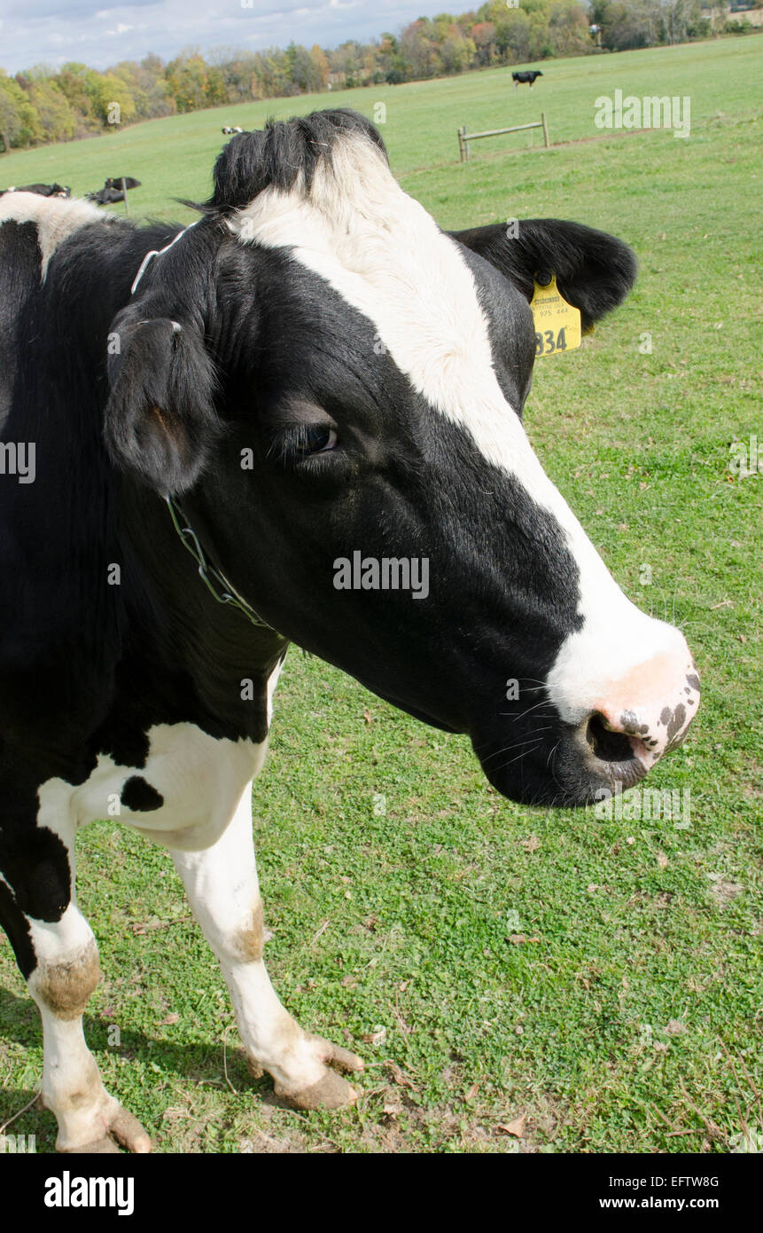 Holstein dairy cows ny hi-res stock photography and images - Alamy