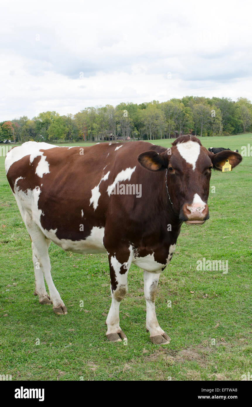 Holstein dairy cows ny hi-res stock photography and images - Alamy